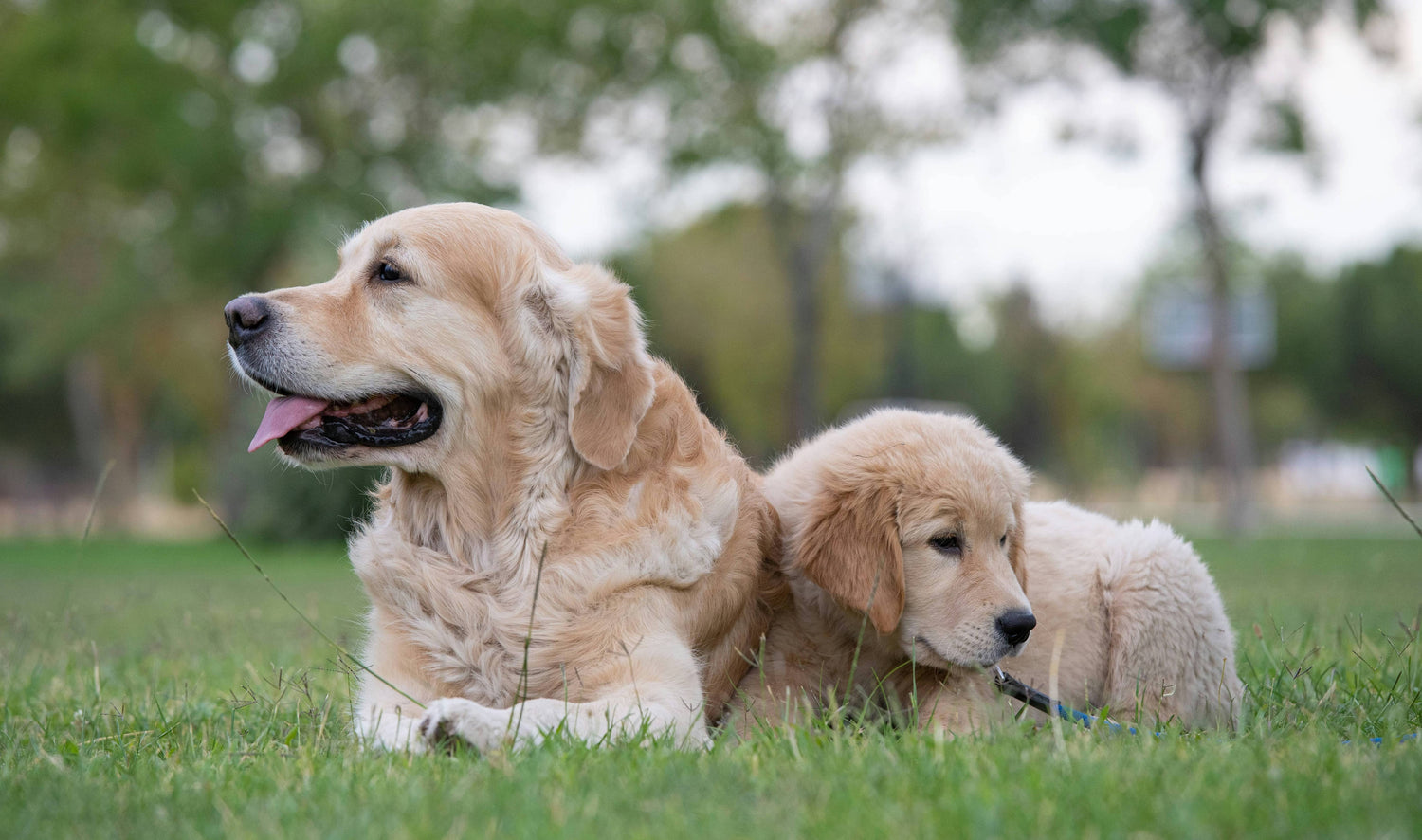 How to Groom Combination Coated Dogs – Groompet Pets Grooming Cosmetics